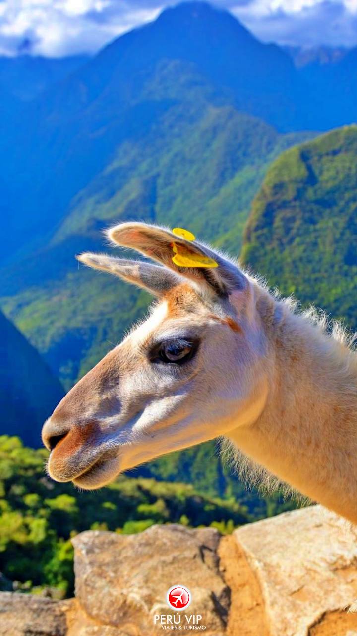 Tour Machu Picchu 1 día tren expedition o voyager | Perú Vip Viajes ...